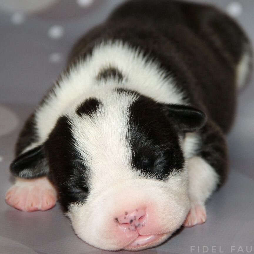 Шикарные малыши Ам. Стафф терьера