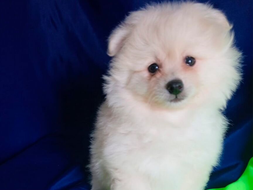 Померанский шпиц щенок девочка