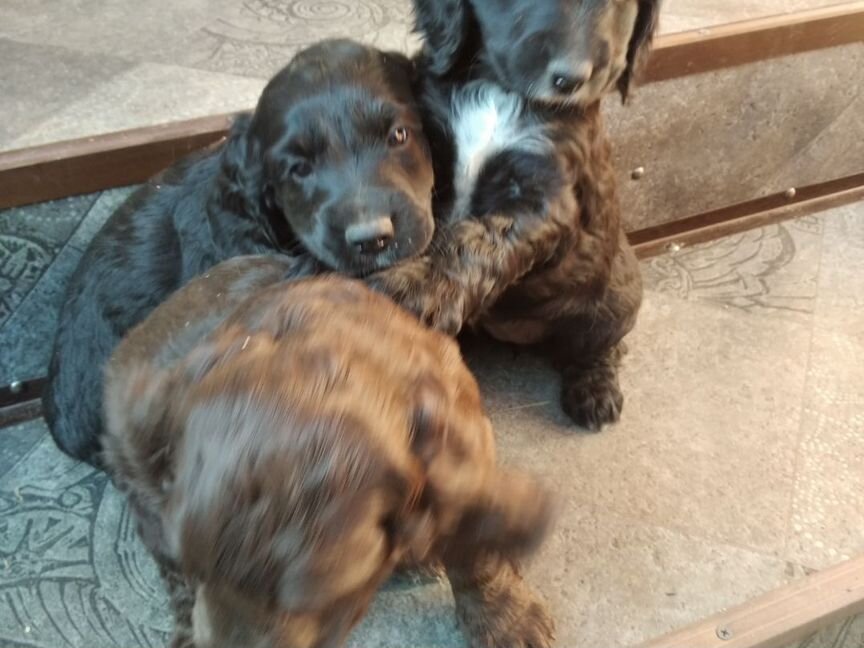 Щенки спаниеля