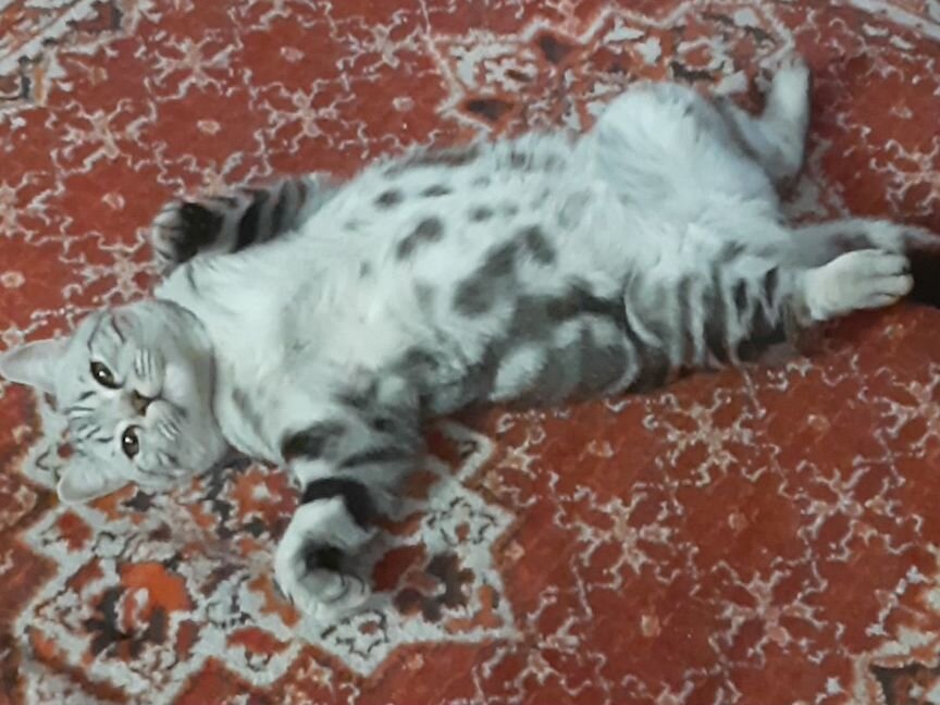 Отдам в добрые руки