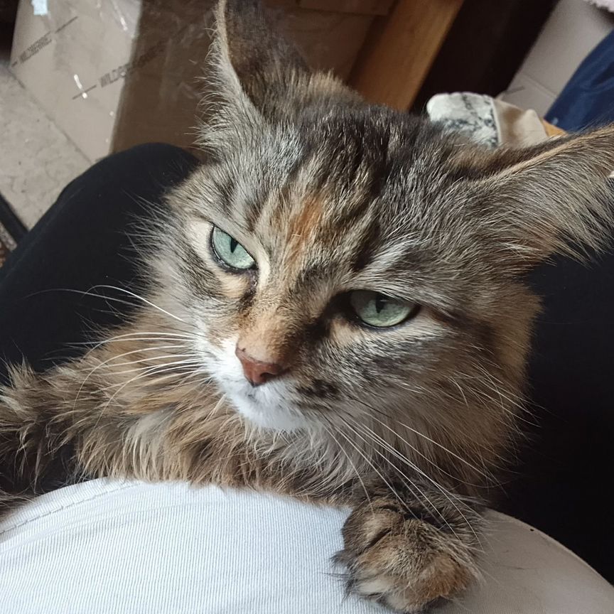 Отдам кошку Зовут Соня