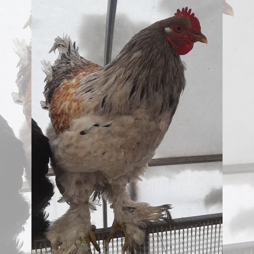 Петуха брама