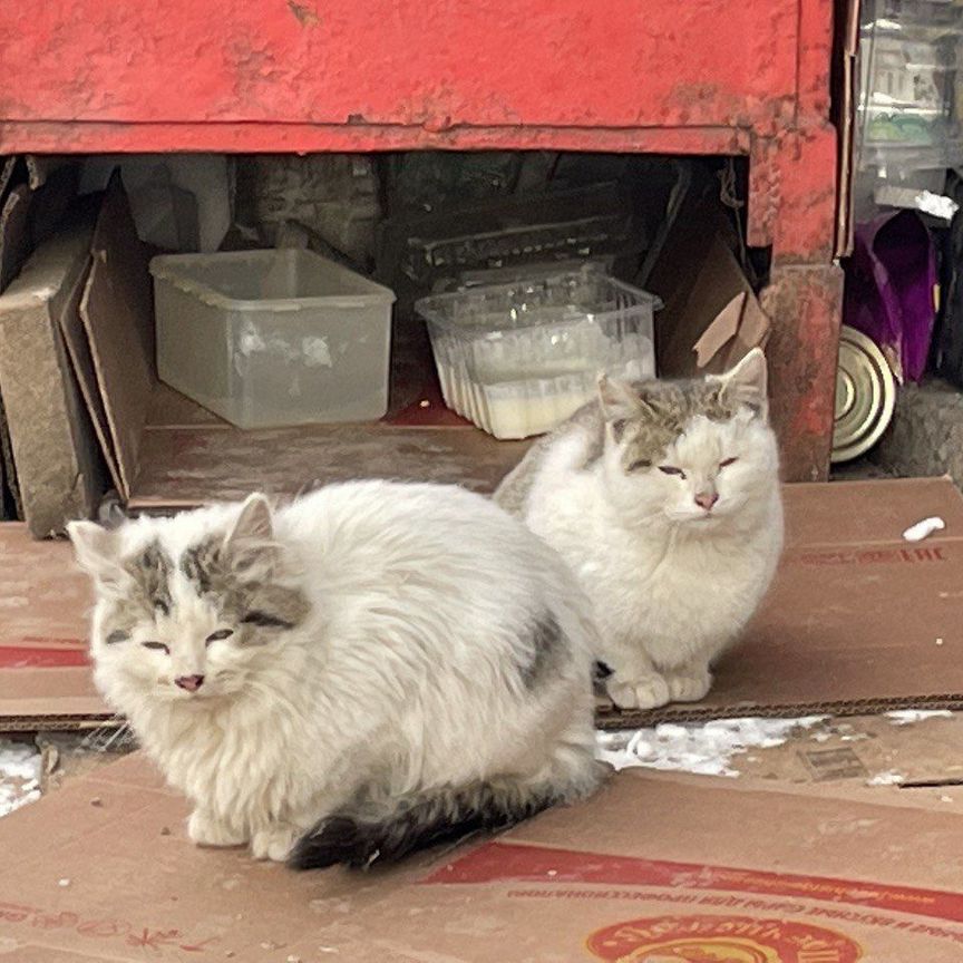 Кошки в добрые руки бесплатно