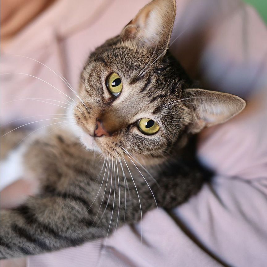 Кошка в добрые руки