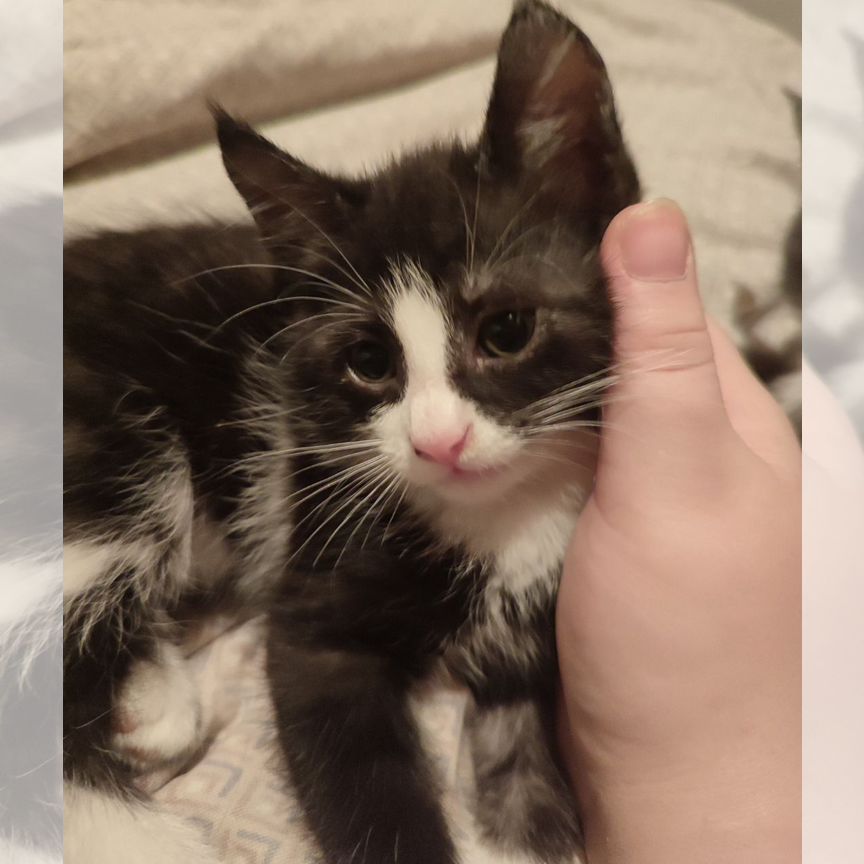 Котёнок в добрые руки