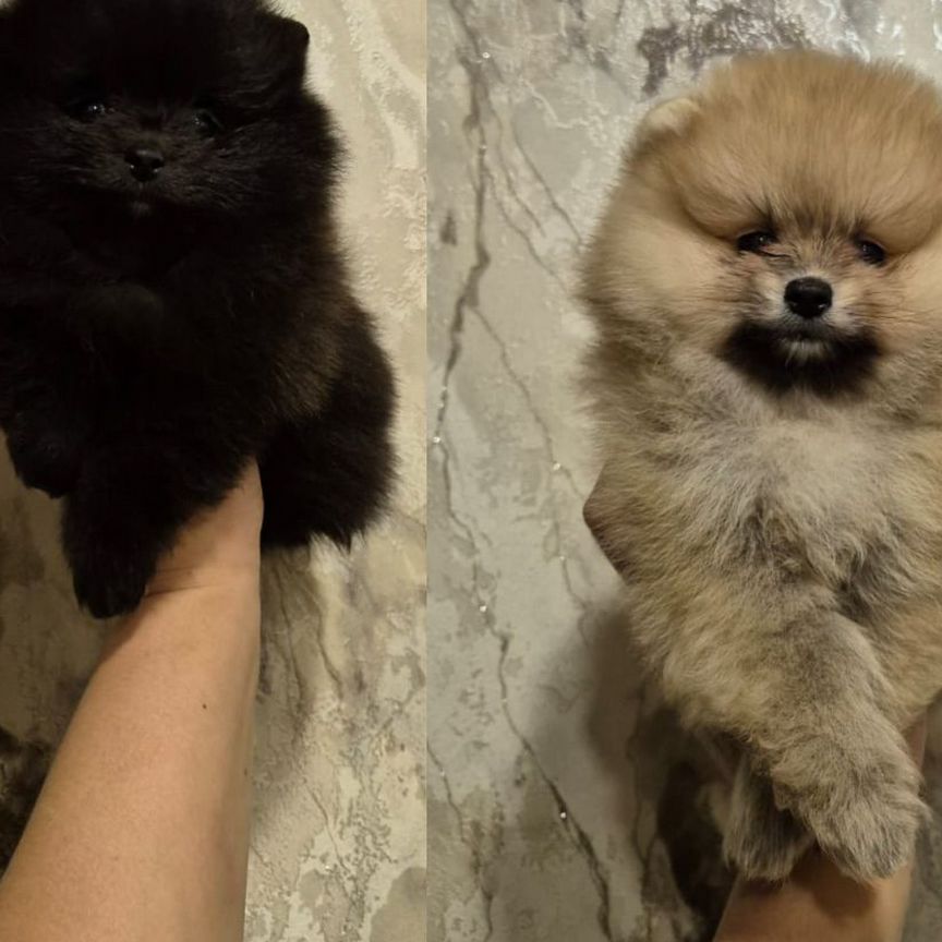 Померанский шпиц, щенок