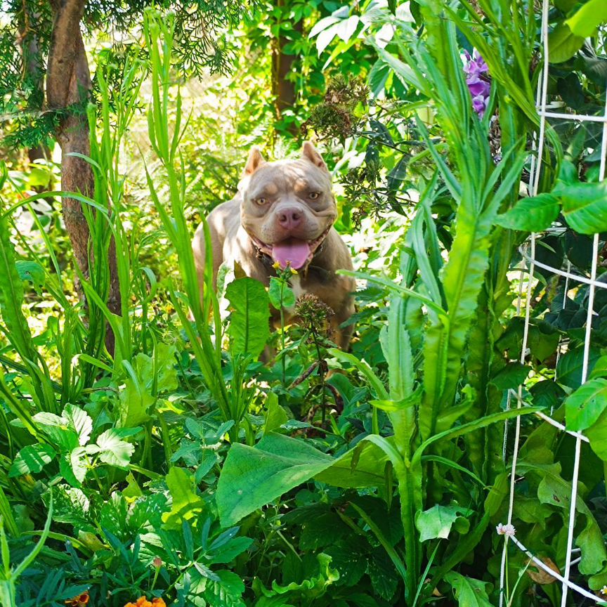 Американский булли сука 1,5 года