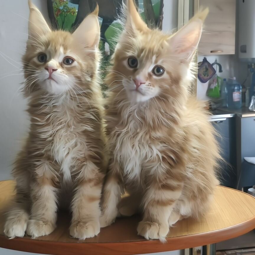 Мейн-кун котёнок