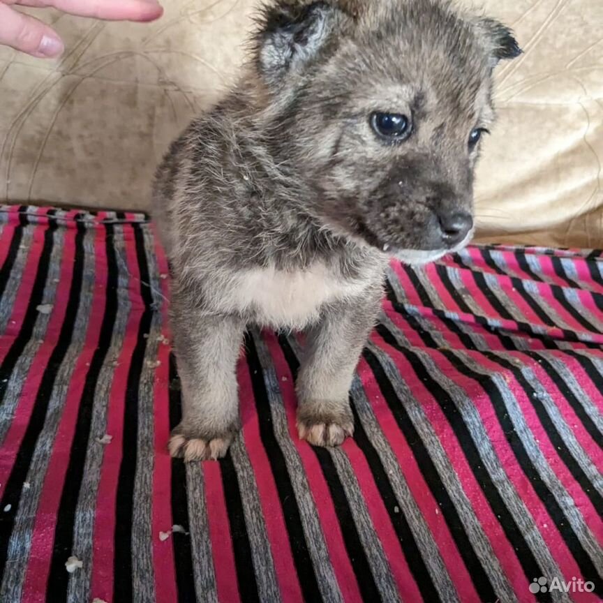 Щеночки в добрые руки