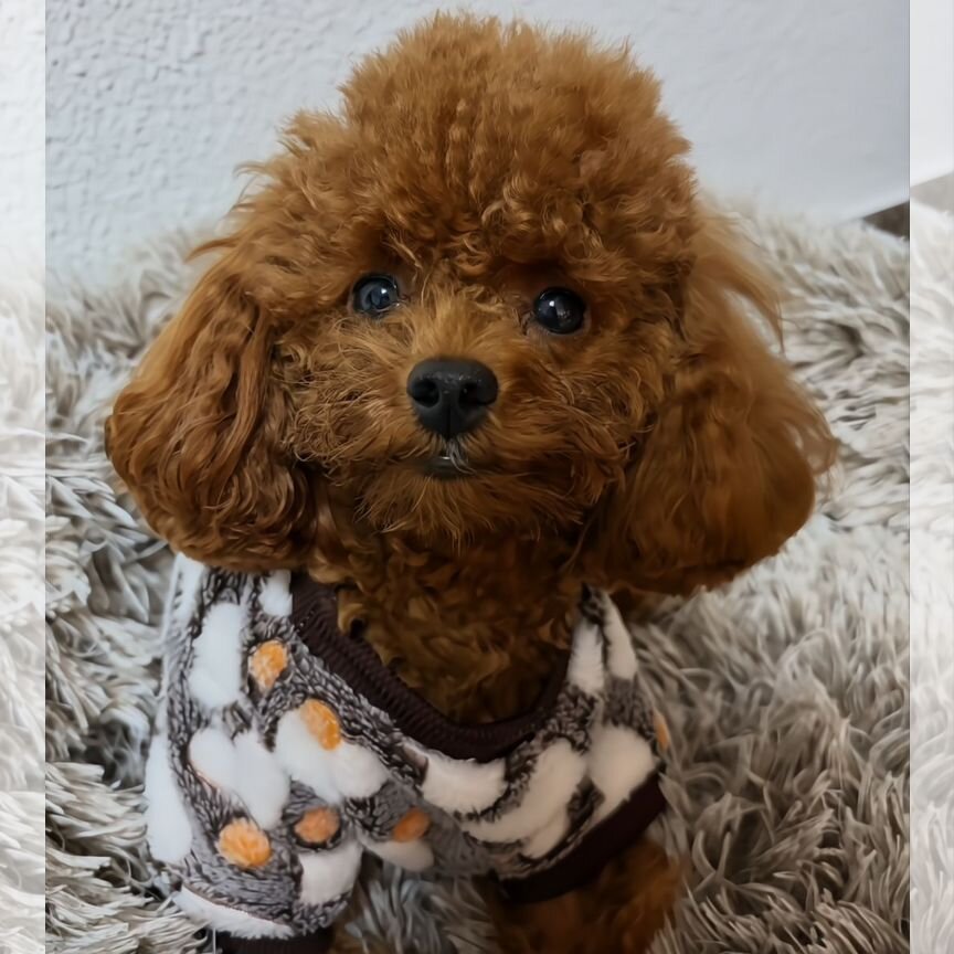 Той-пудель, щенок