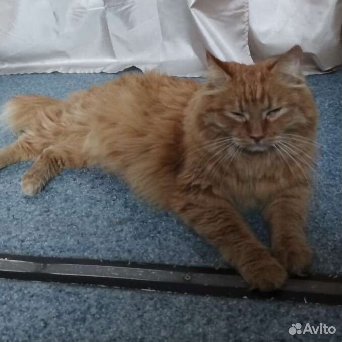 Кот Рыжик отдам в добрые руки