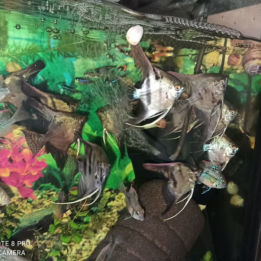 Скалярии, подростки