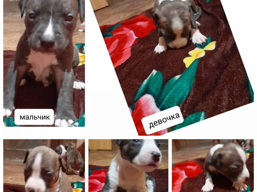 Стаффордширский терьер