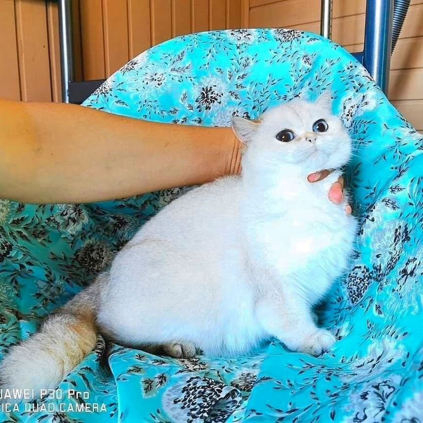 Британская золотая шиншилла пойнт