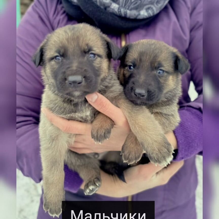 Щенки, щенок, дворняжка в добрые руки