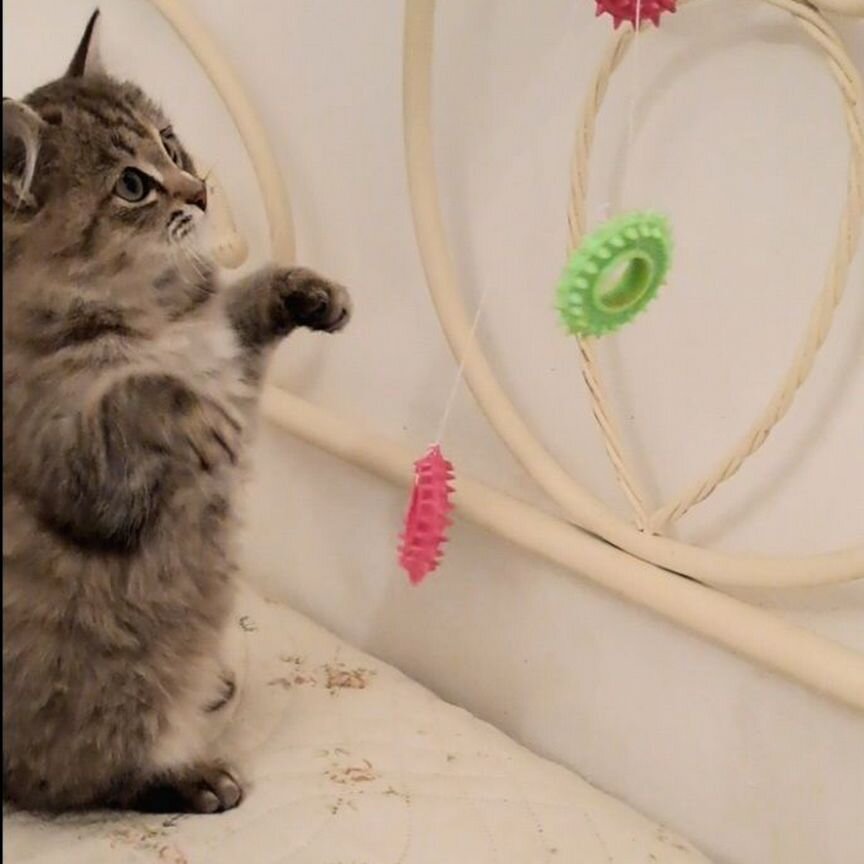 Милые котейки