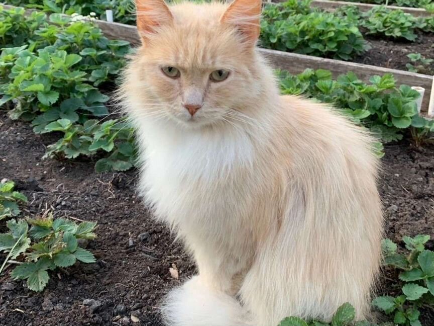 Кошка