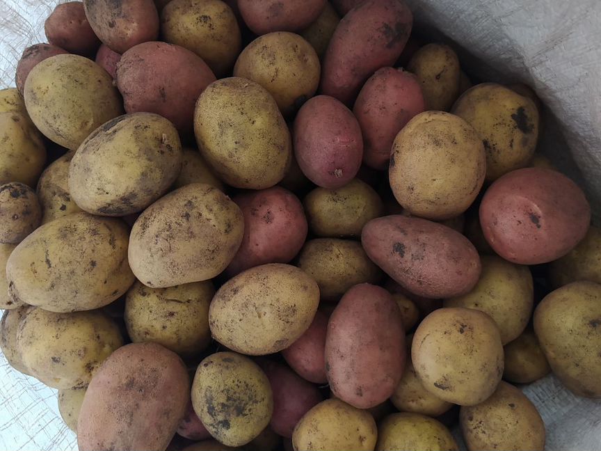 Картофель мелкий на корм