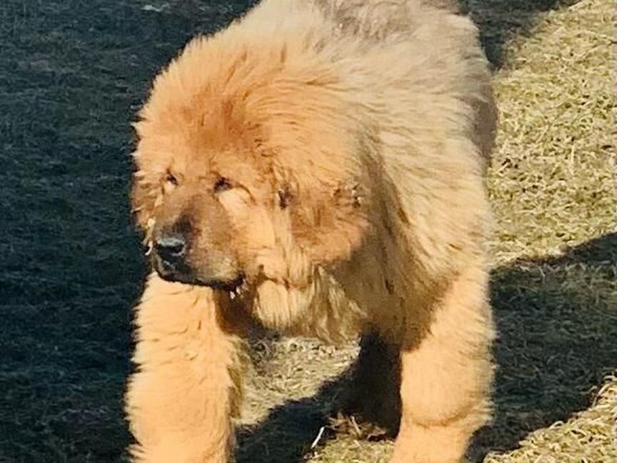 Тибетский мастиф щенки