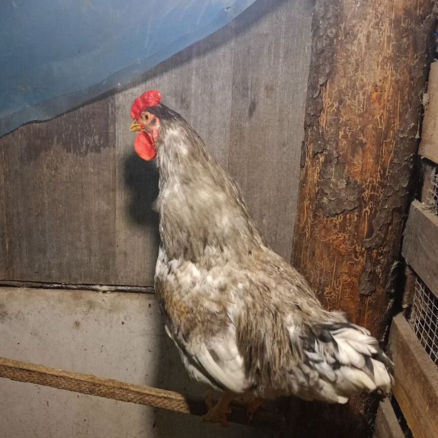 Домашняя птица