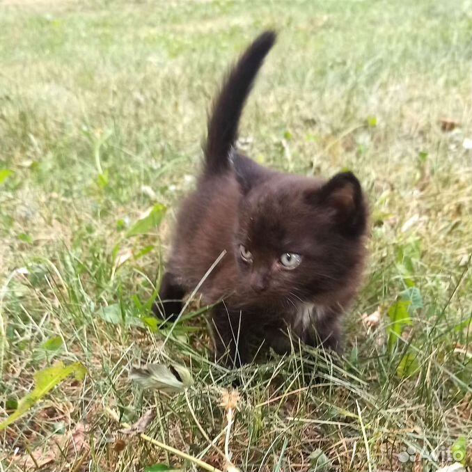 SOS Отверженные кото-мальчики Гаврош и Мариус