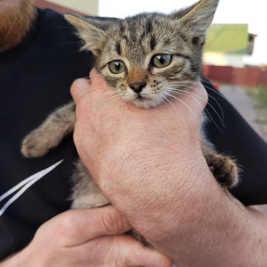 Котята отдам бесплатно