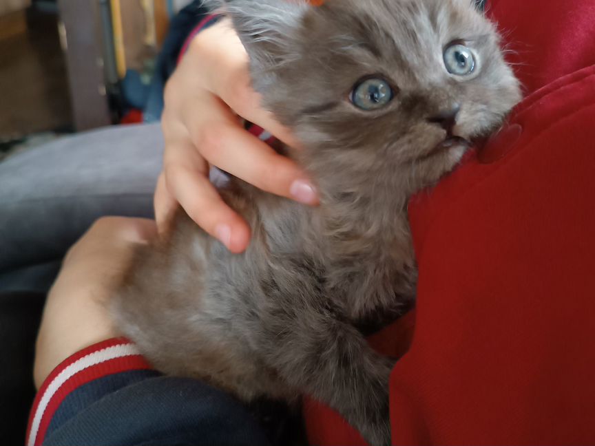 Кот Веня отдам в хорошие руки