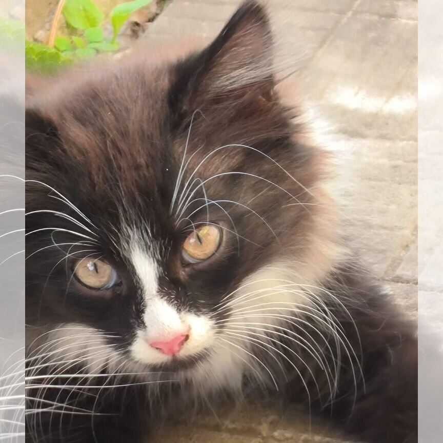 Котёнок в добрые руки