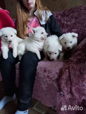 Шикарные щеночки бшо