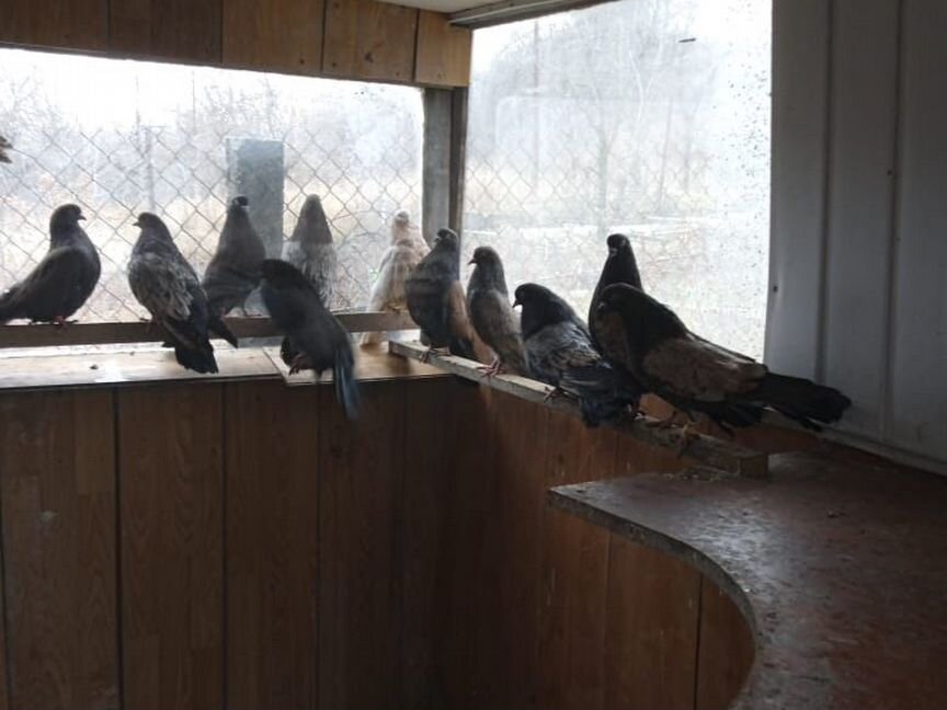 Голуби кировоградские