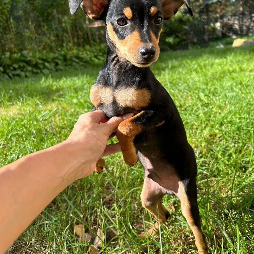 Той-терьер щенки