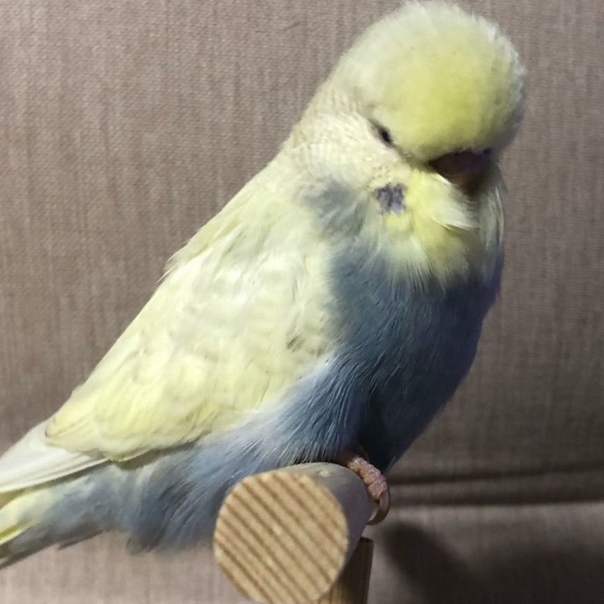 Выставочный волнистый попугай ввп Чех