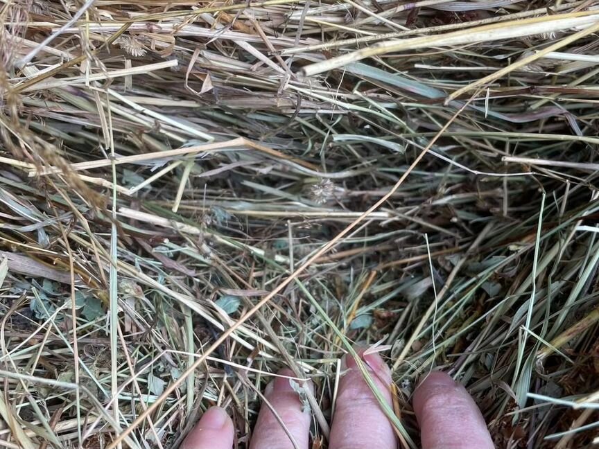 Сено Оптом с доставкой