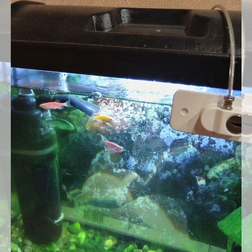 Рыбки данио