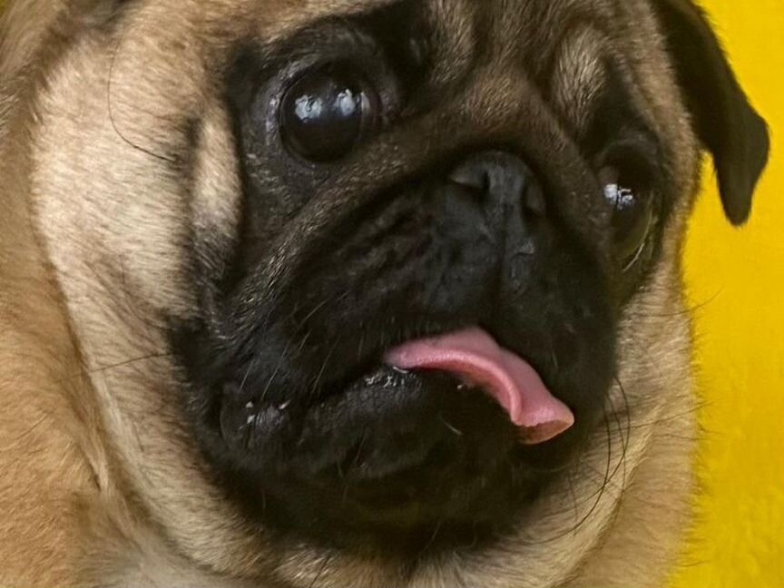 Мопс