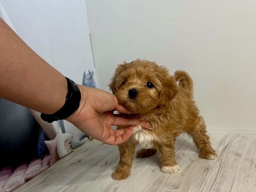 Мальтипу f1 девочка папа китай микро пудель