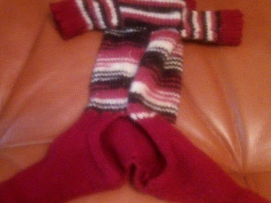 Одежда для собак