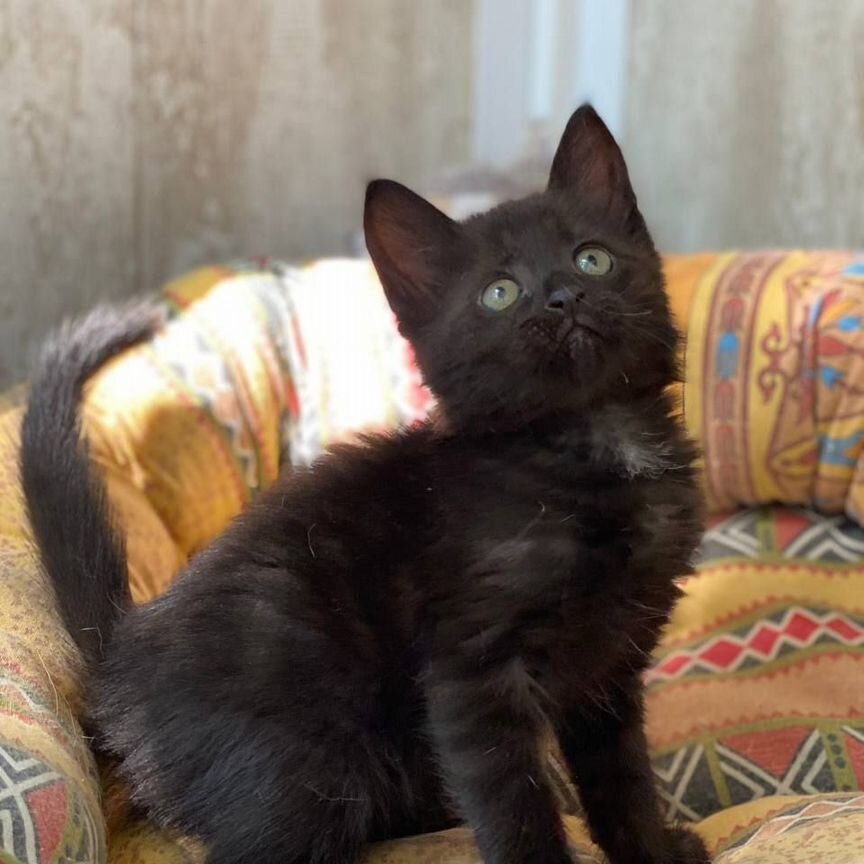 Котята ищет дом