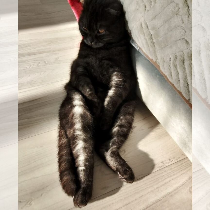 Шотланская вислоухая кошка