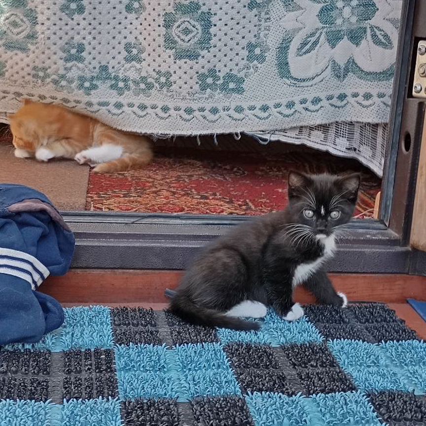 Отдам котят в хорошие руки бесплатно в