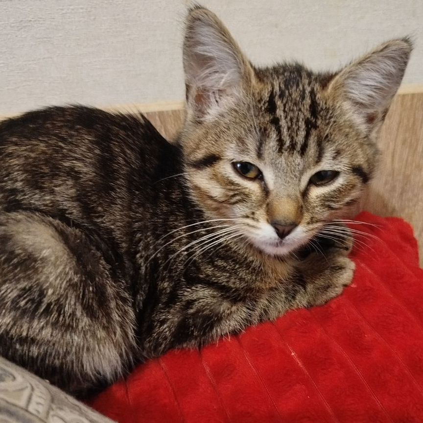 Европейский короткошёрстный котёнок