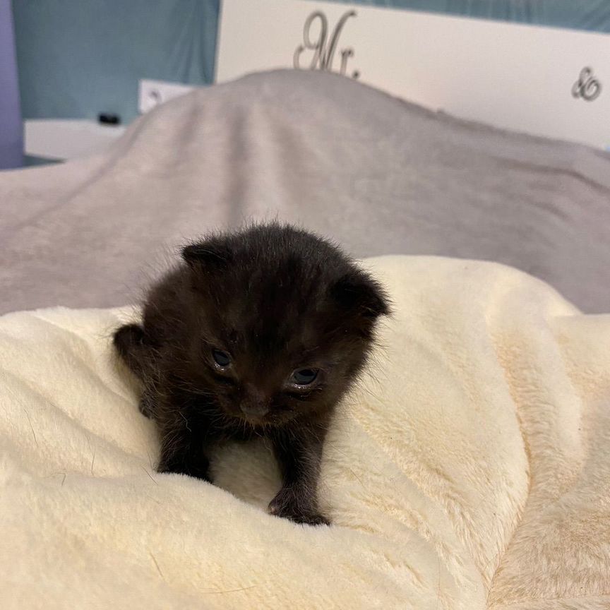 Котенок в добрые руки