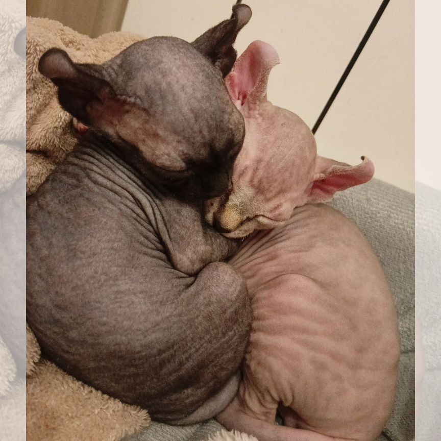 Канадский сфинкс котёнок