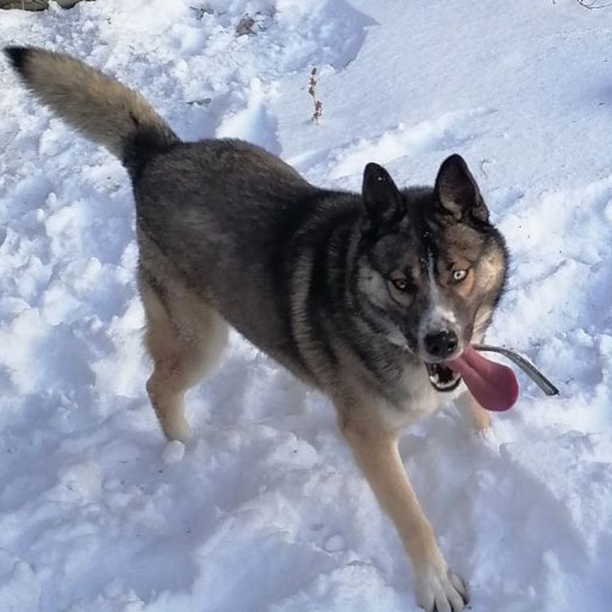 Отдам в хорошие руки. Хаска