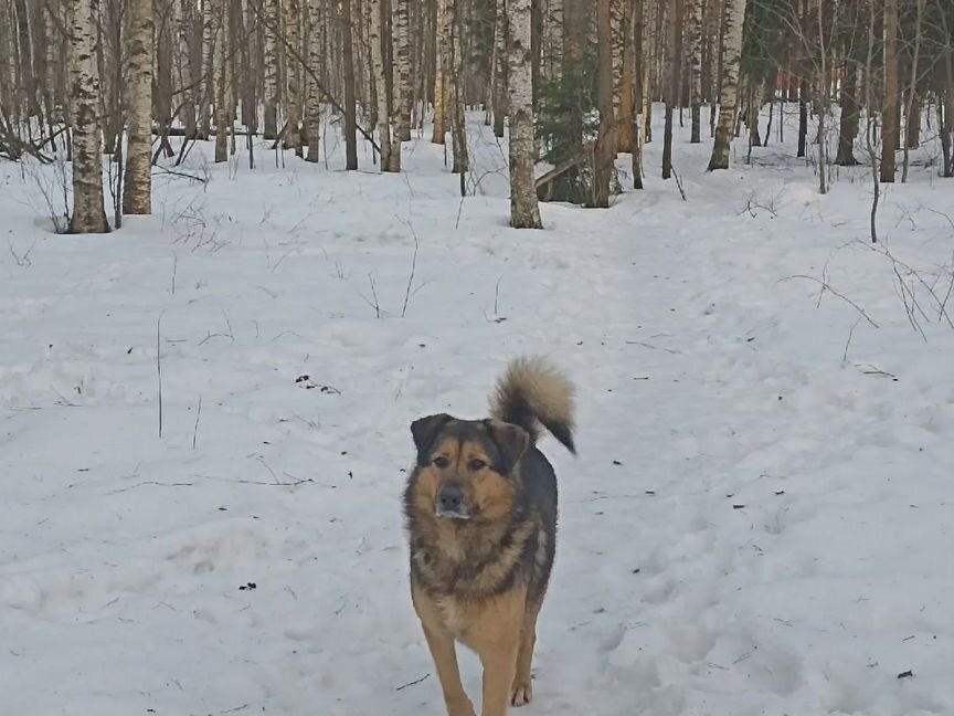 Янинский Хатико