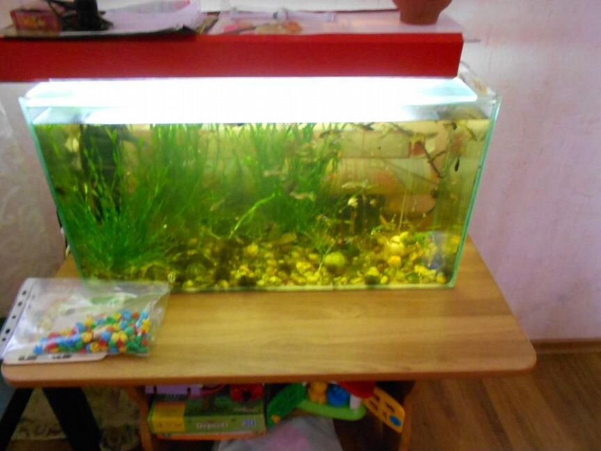Аквариум 50 л с гупиками