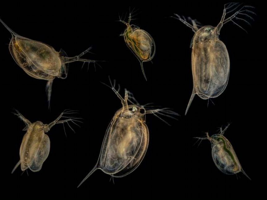 Живая Дафния Магна