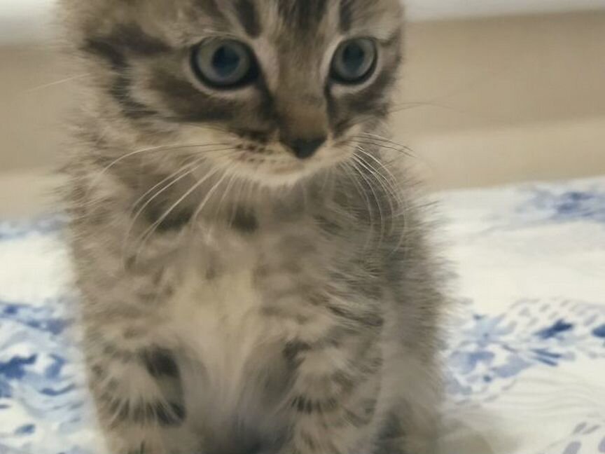 Отдаëм котят в добрые руки