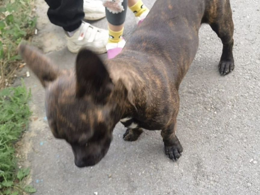 Отдаю собачку в добрые руки