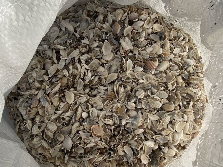 Ракушка кормовая